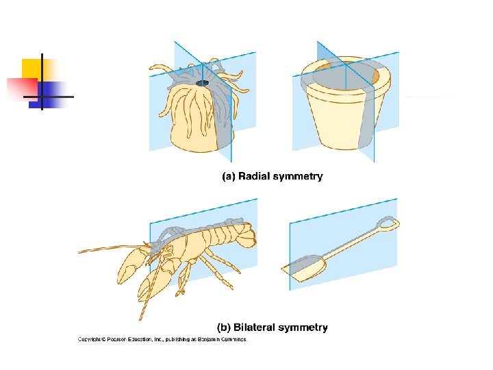 Invertebrates A Survey of Invertebrates Trends in Invertebrate