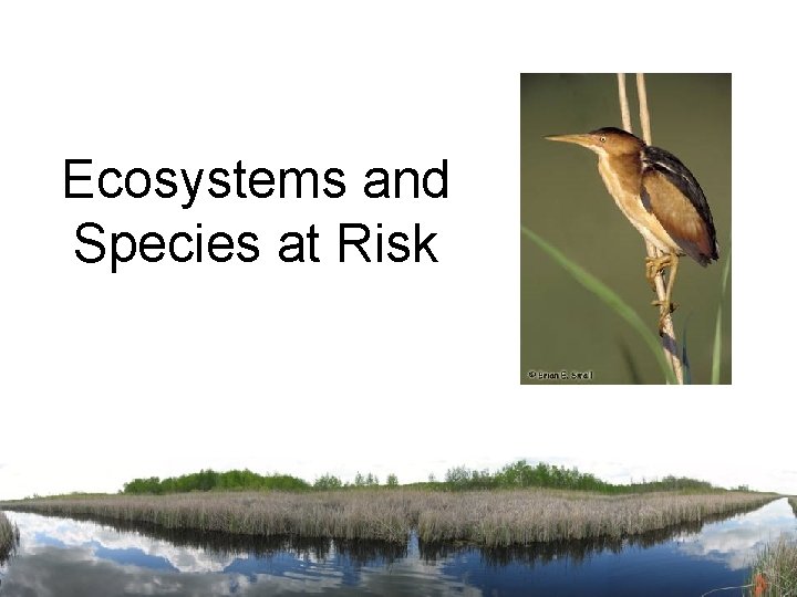Ecosystems and Species at Risk What is an