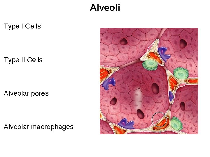Respiration Forced Vital Capacity Test Conducting Zone Alveoli