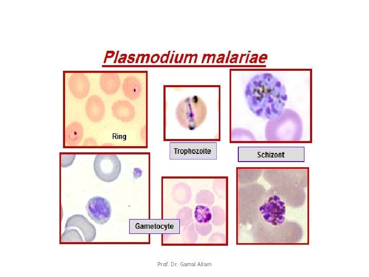 Practical Protozoa Prof Dr Gamal Allam Cysts Entamoeba