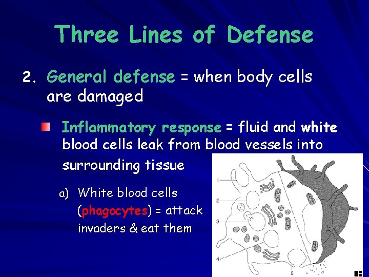 Immune System Functions of the Immune System 1