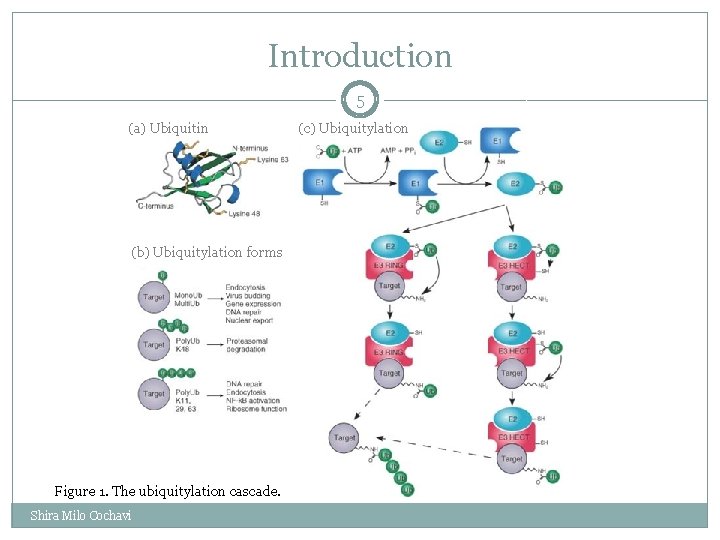 Construction of bacterial bimolecular complementation system to study