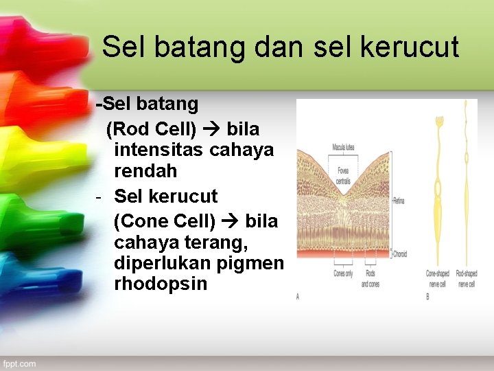 Fungsi mata Menafsirkan rangsang berupa berkasberkas cahaya pada