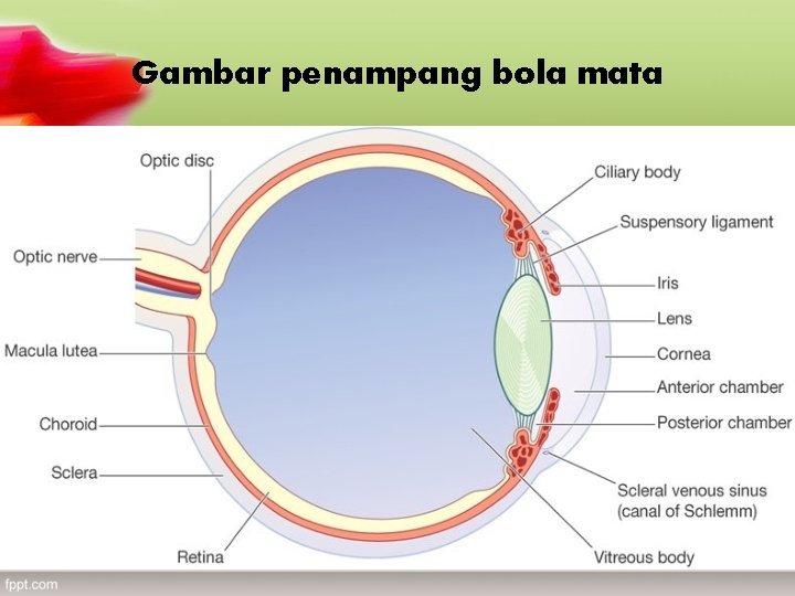 Fungsi mata Menafsirkan rangsang berupa berkasberkas cahaya pada