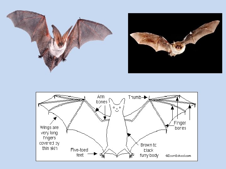 AERIAL ADAPTATIONS DR DALIP KUMAR AERIAL ADAPTATIONS Animals