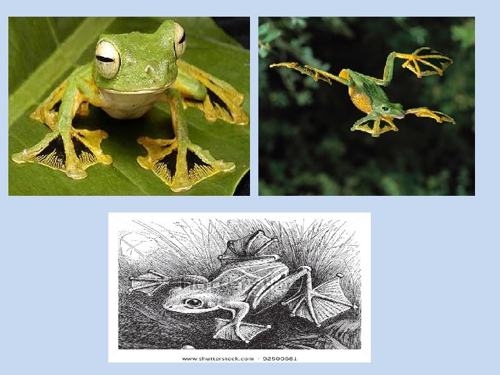 AERIAL ADAPTATIONS DR DALIP KUMAR AERIAL ADAPTATIONS Animals