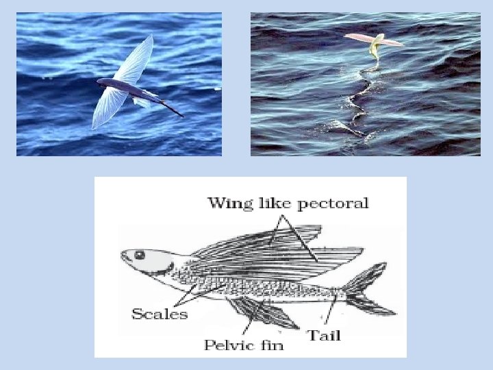 AERIAL ADAPTATIONS DR DALIP KUMAR AERIAL ADAPTATIONS Animals