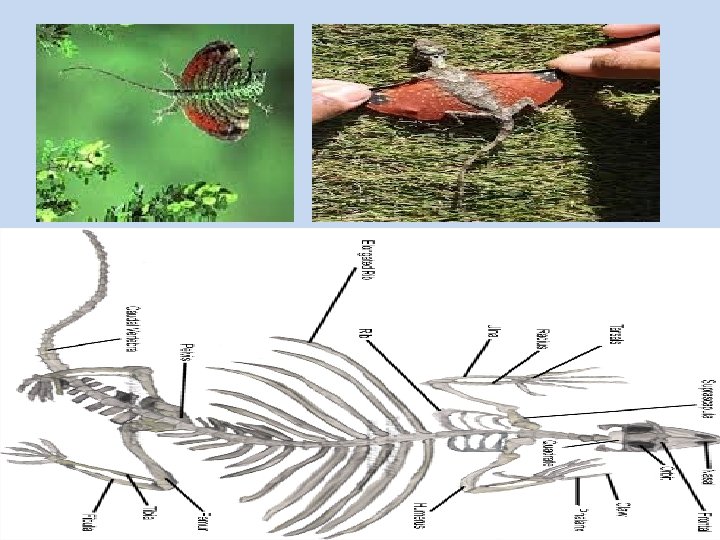 AERIAL ADAPTATIONS DR DALIP KUMAR AERIAL ADAPTATIONS Animals