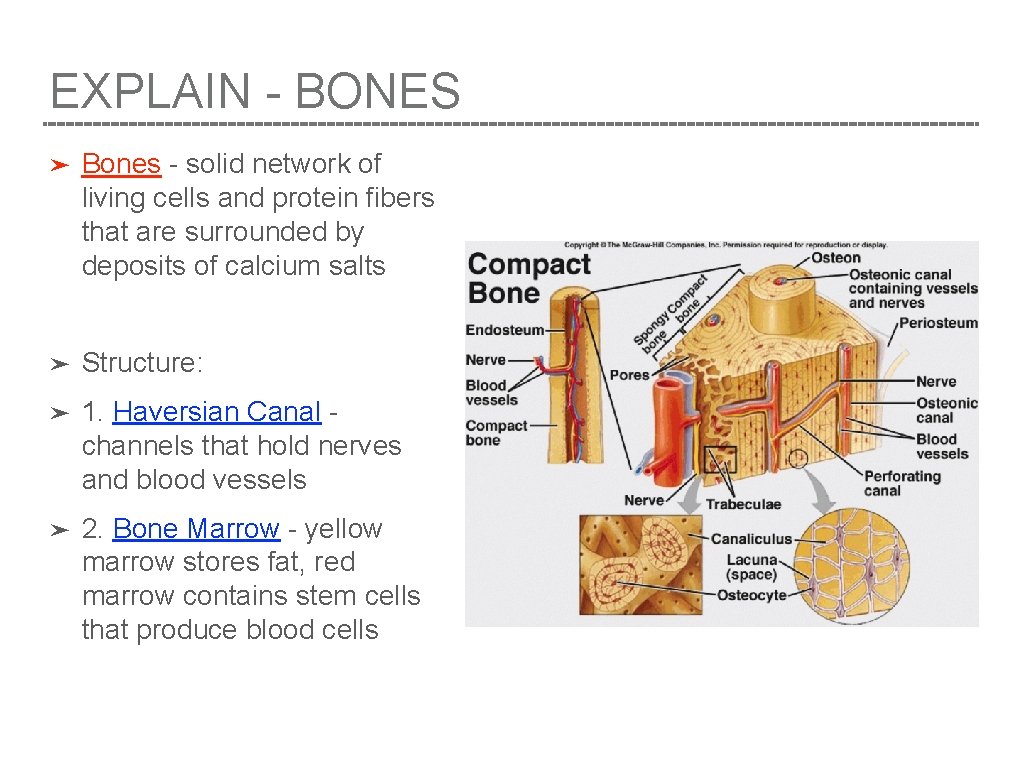 THE MUSCULAR SKELETAL AND INTEGUMENTAR Y SYSTEMS Big