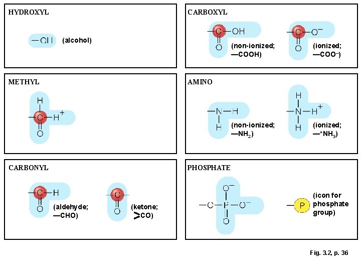 Chapter 3 Carbon Compounds In Cells Producers Capture
