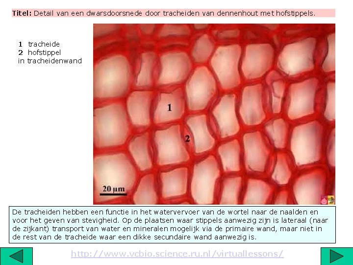 3 D houtanatomie bij de den Pinus sp