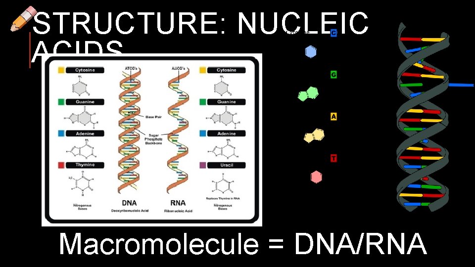 Unit 1Molecular Biology Essential Question How are macromolecules