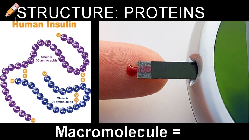 Unit 1Molecular Biology Essential Question How are macromolecules