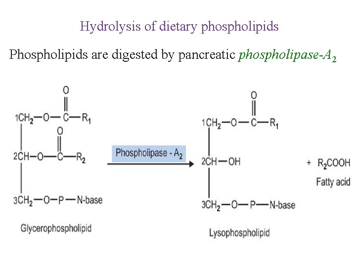 Lipid Metabolism Learning Objectives Describe the process involved