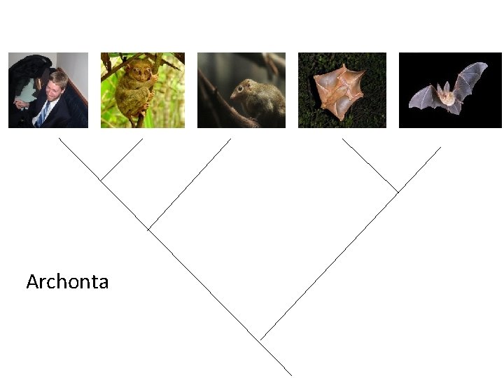 What Is It Like To Be a Bat