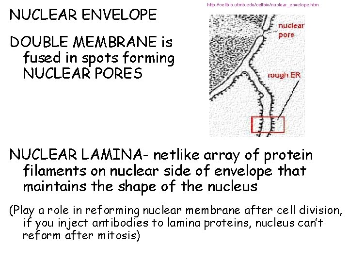 AP BIOLOGY Chapter 6 Cell Structure Function WHATS