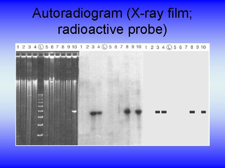 DNA Profiling How It Works The Science Behind
