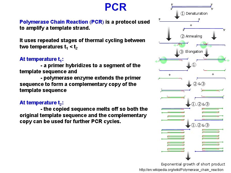 Isothermal Reactivating Whiplash PCR for Locally Programmable Molecular