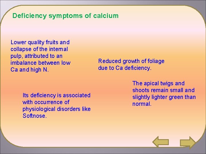 Role and deficiency symptoms of secondary in Mango