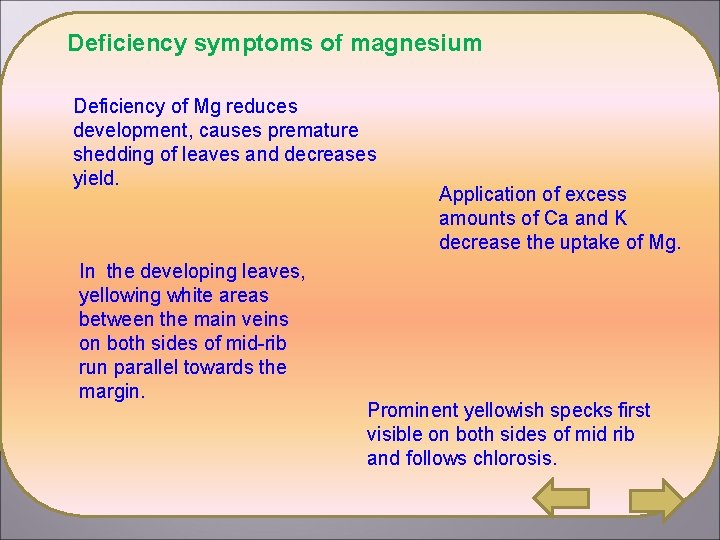 Role and deficiency symptoms of secondary in Mango