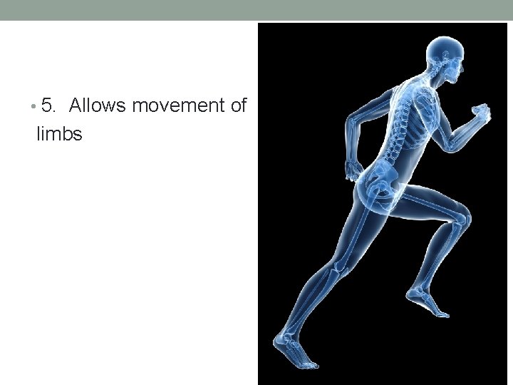 SKELETAL SYSTEM 42017 Skeletal System Aim I can