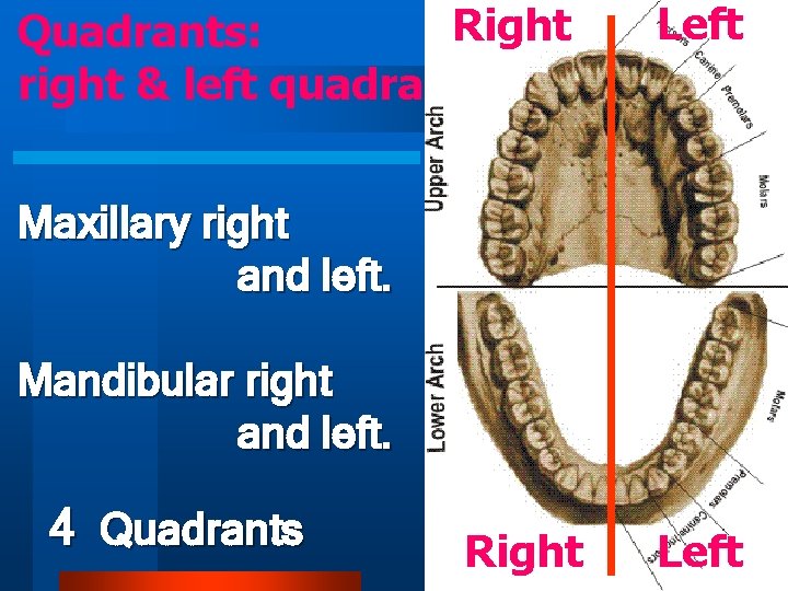 Human Dentition Introduction Dental Anatomy Includes 1 Nomenclature