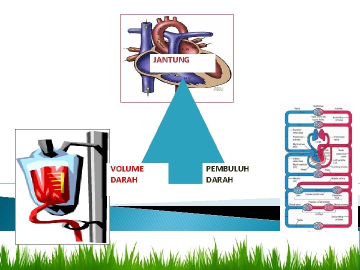 CIRCULATION JANTUNG VOLUME DARAH PEMBULUH DARAH Faal sirkulasi