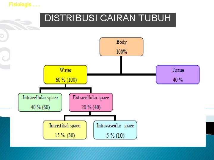 CIRCULATION JANTUNG VOLUME DARAH PEMBULUH DARAH Faal sirkulasi