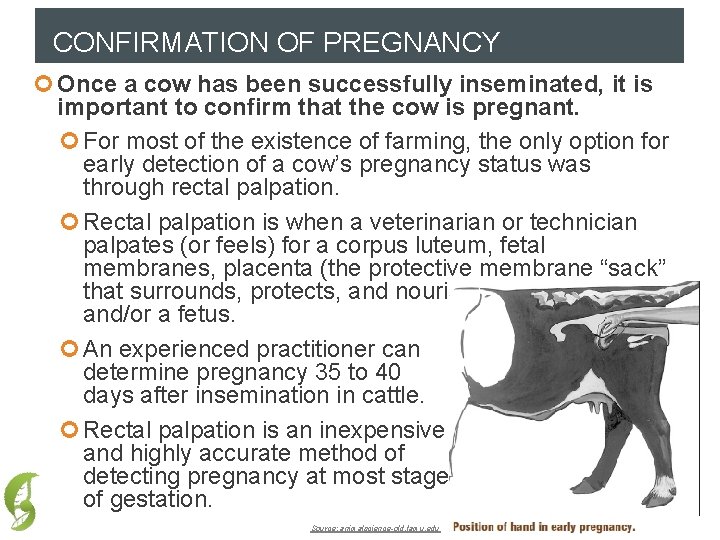 INSEMINATION CALVING OF CATTLE BY C KOHN AGRICULTURAL