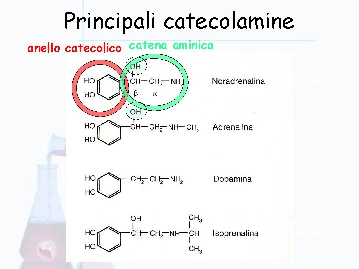Principali catecolamine anello catecolico catena aminica norepinefrina ...