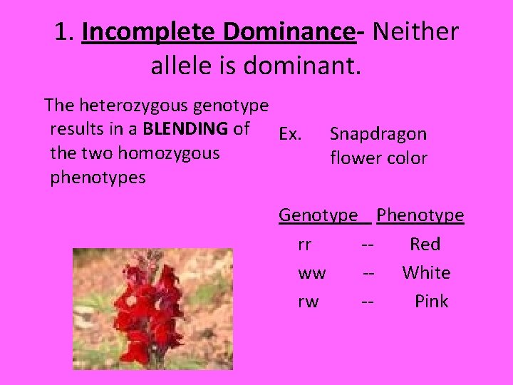 Chapter 11 3 Beyond Dominant and Recessive Alleles