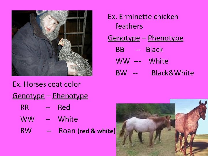 Chapter 11 3 Beyond Dominant and Recessive Alleles