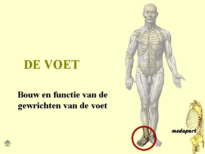 DE VOET Bouw en functie van de gewrichten