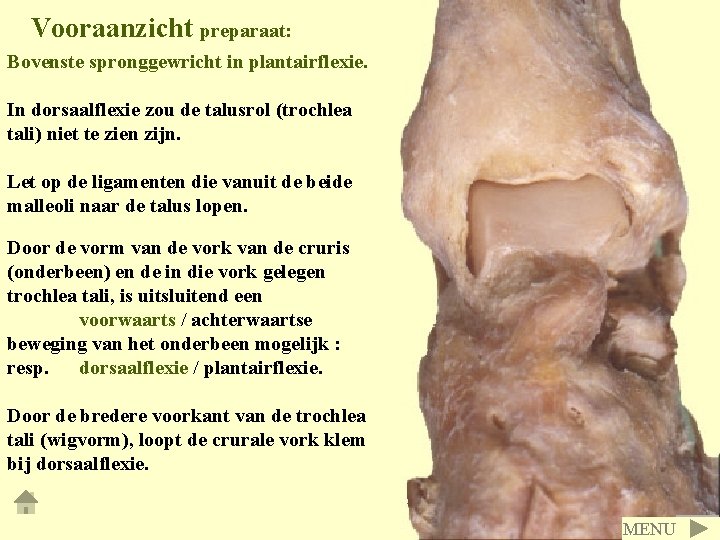 DE VOET Bouw en functie van de gewrichten