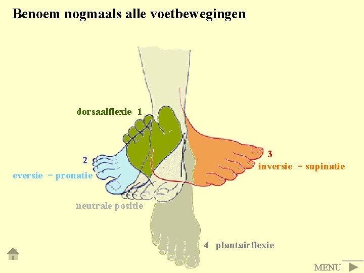 DE VOET Bouw en functie van de gewrichten