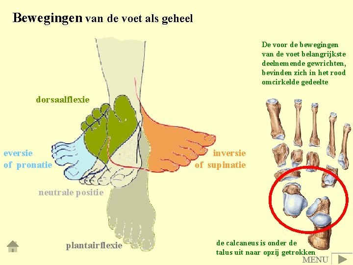 DE VOET Bouw en functie van de gewrichten