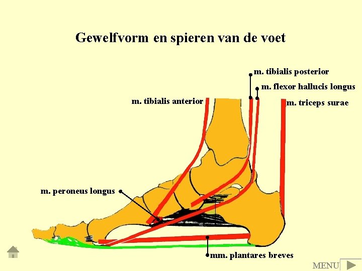 DE VOET Bouw en functie van de gewrichten