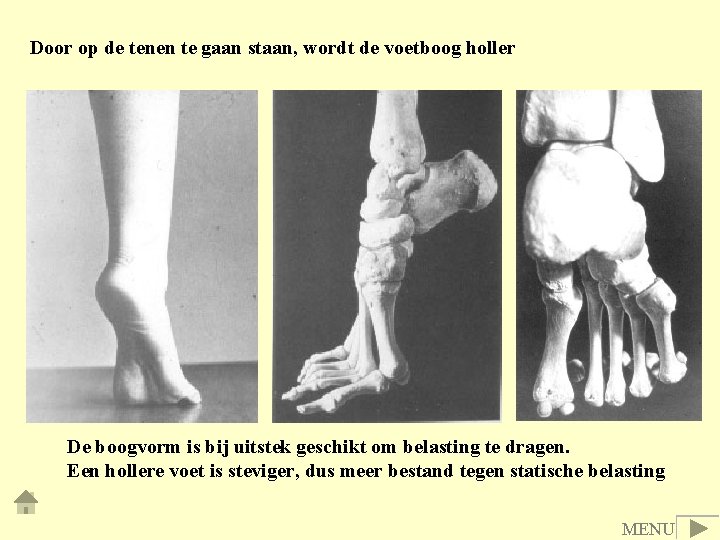 DE VOET Bouw en functie van de gewrichten