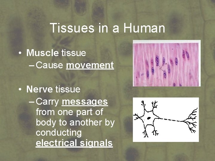 How does a cell become an organism Today