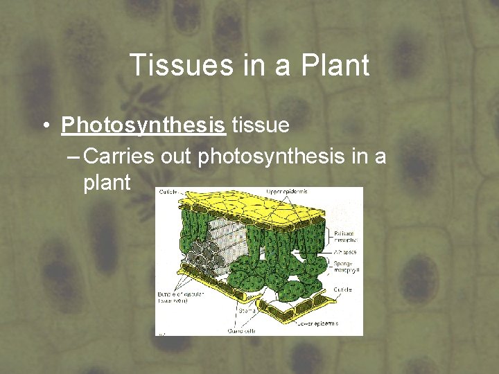 How does a cell become an organism Today