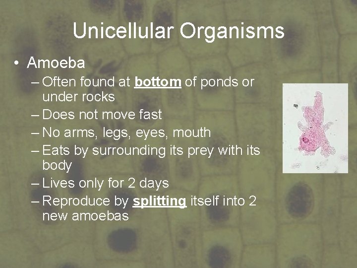 How does a cell become an organism Today