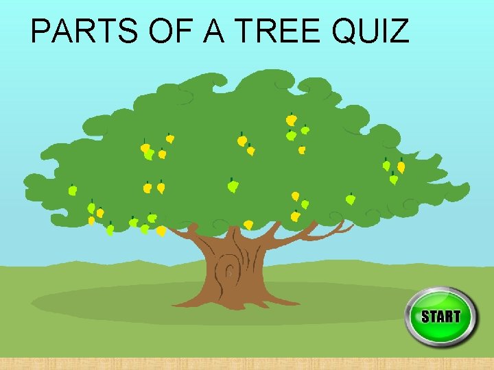 PARTS OF A TREE QUIZ 1 The main