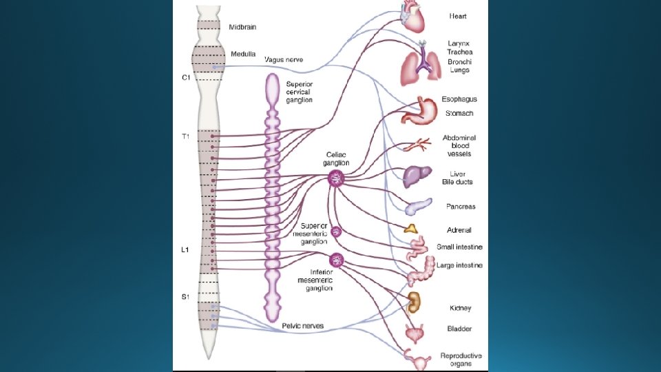 Abdomen Agudo Dolor Visceral Dolor Referido Dolor Somticoparietal