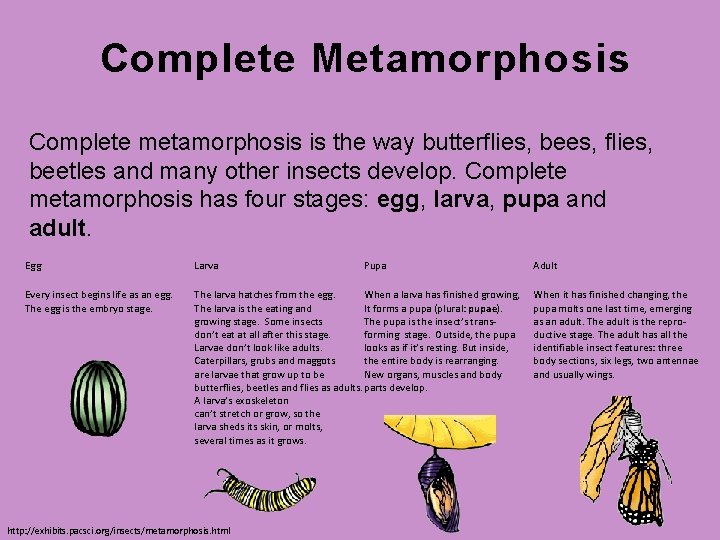 METAMORPHOSIS Comparing Insect Life Cycles I NSECTS ARE