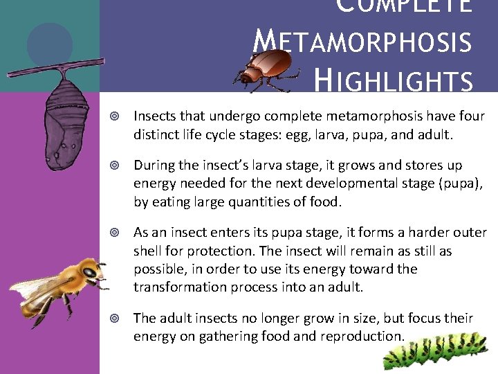 METAMORPHOSIS Comparing Insect Life Cycles I NSECTS ARE
