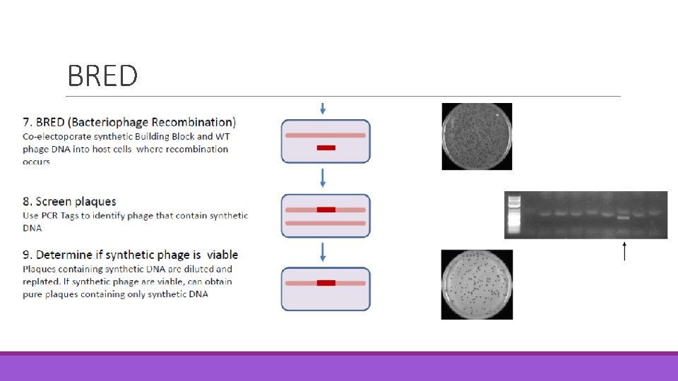 BuildaGenome OPTIONS FOR GENOMES AND WORKFLOWS LISA SCHEIFELE