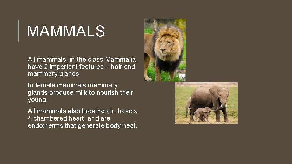 MAMMALS MAMMALS All mammals in the class Mammalia