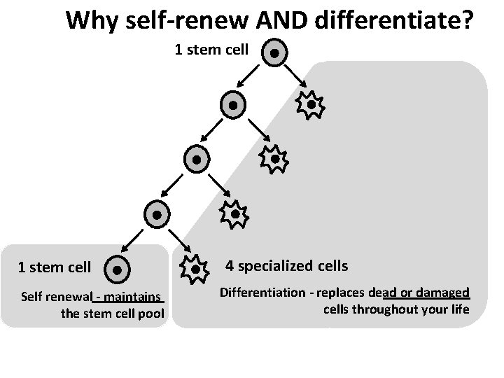 In name of Allah Basics of stem cell