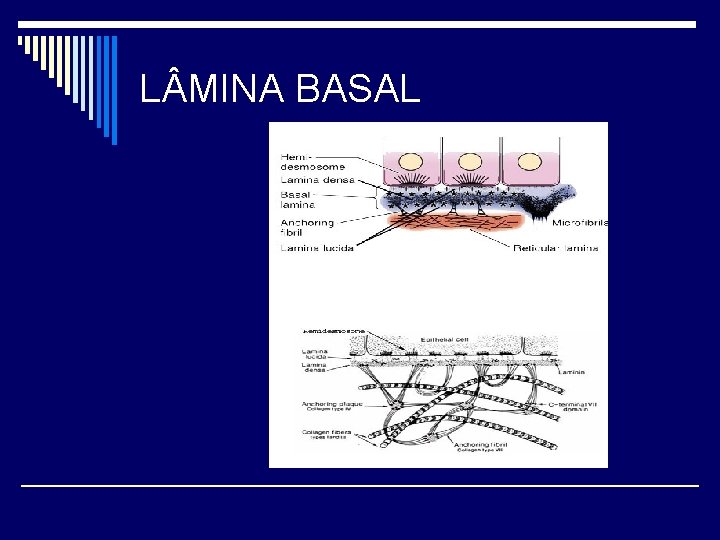 HISTOLOGIA TECIDO EPITELIAL DEFINIO o Clulas justapostas o