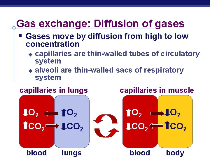 Respiratory System AP Biology 2008 2009 Why do